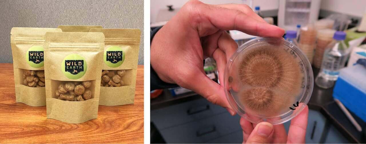 Paypal Founder Invests in Pet Biotech Firm Wild Earth - vegconomist ...