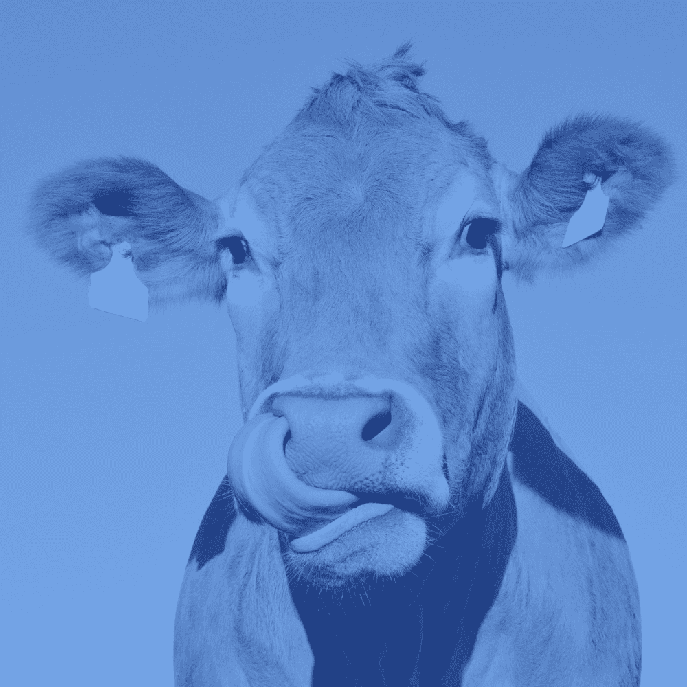 Spain's Real Deal Milk is Ready to Make Animal-Free Cheese ...